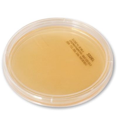 Mold and Mildew Cleaners | Mold Prevention Products