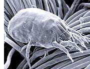 Dust Mites | The Learning Library
